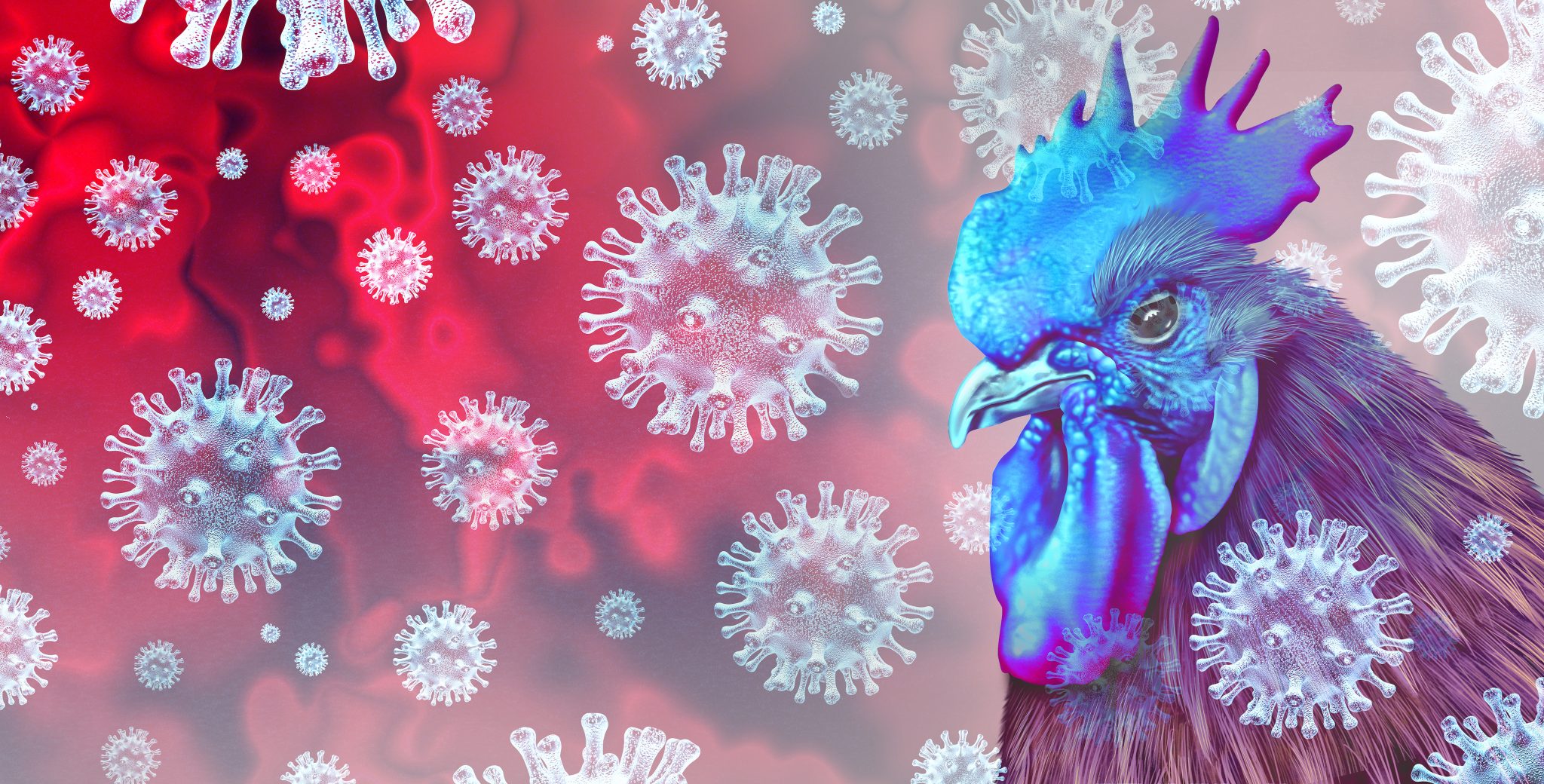 Scientists Create Strain Of Bird Flu That Has 100% Death Rate In ...